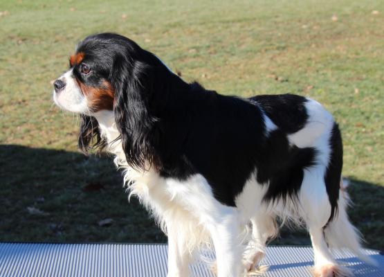 Faith Kay - Carlisle Cavaliers