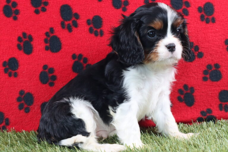 King Charles Spaniel Puppy Breeder & Prices - Walnut Creek, OH ...