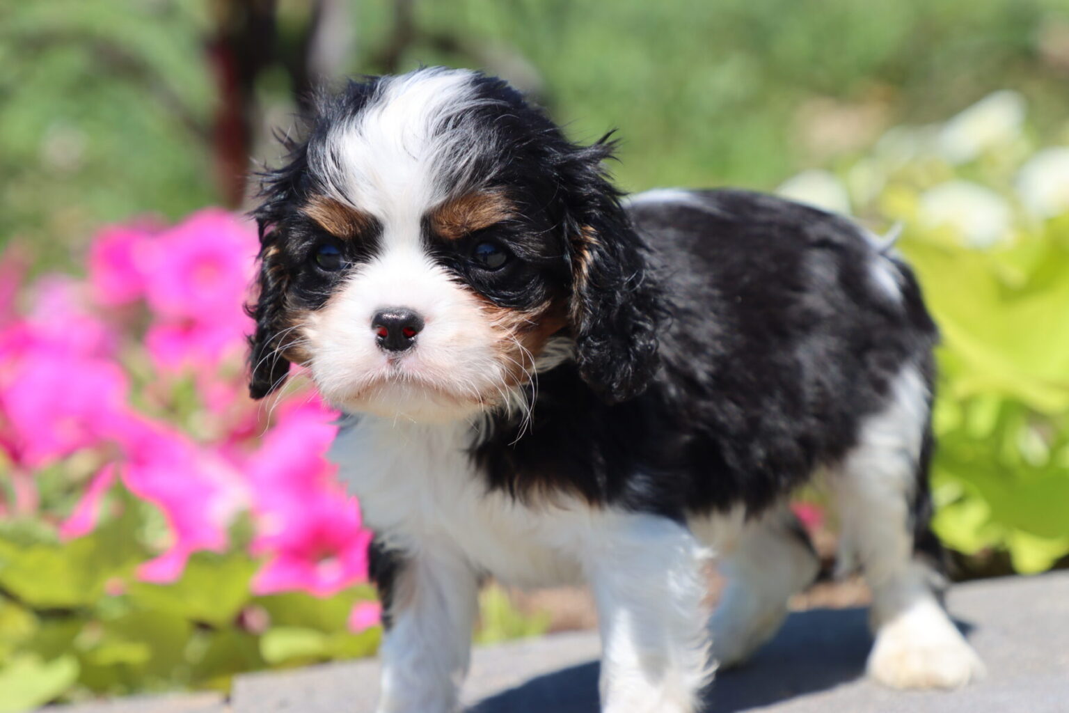 Understand Your Cavalier Archives - Carlisle Cavaliers